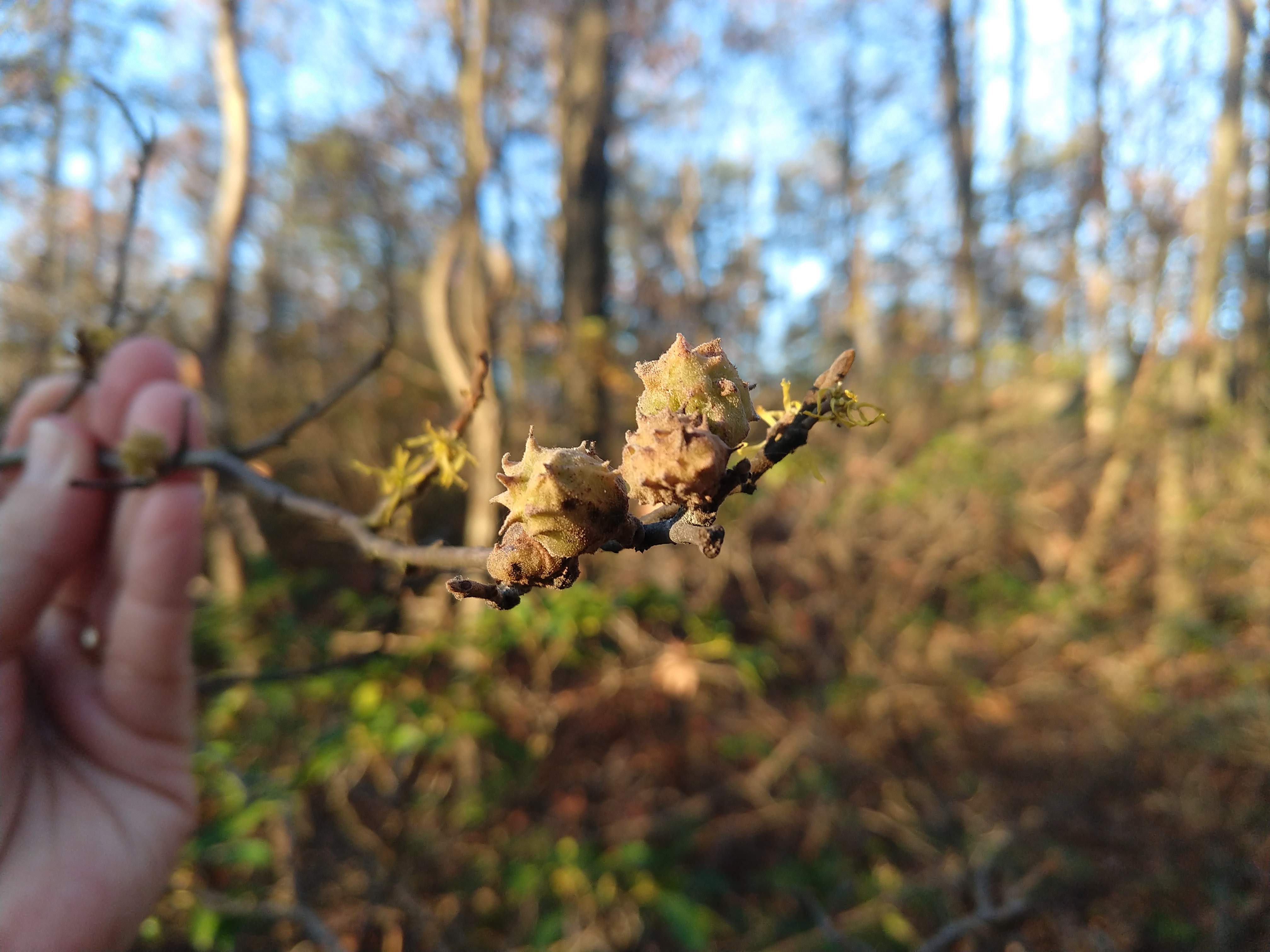 Witch hazel: nature’s medicine & dowser’s tool – ExploreWV