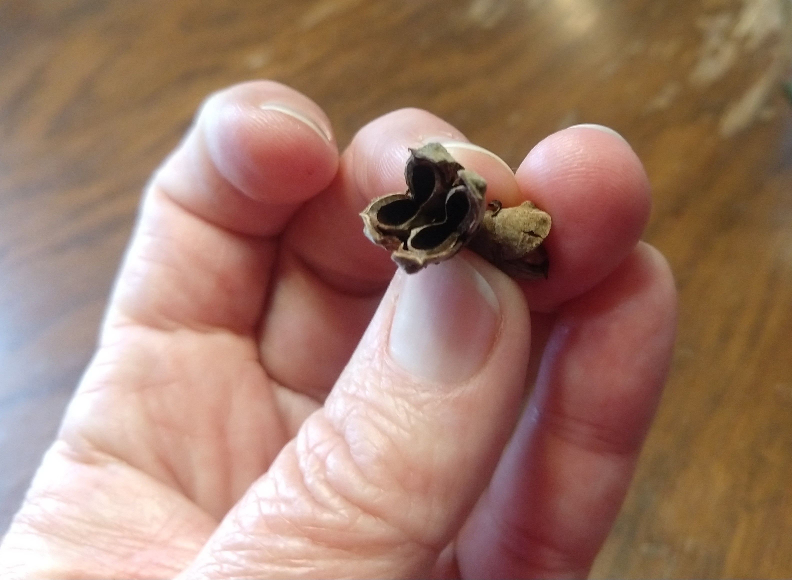 Witch hazel: nature’s medicine & dowser’s tool – ExploreWV