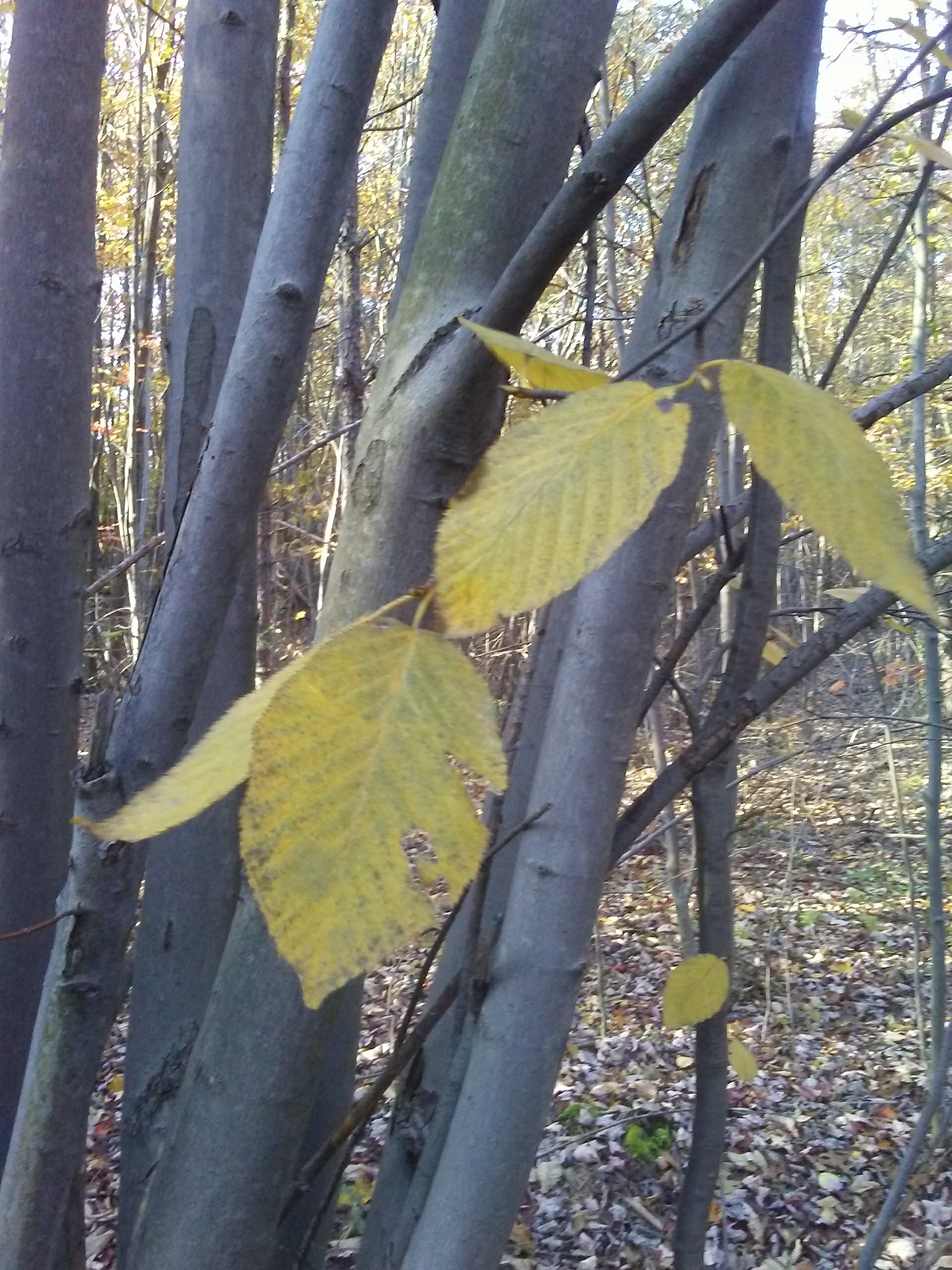 That tell-tale smell: Getting to know the Sweet Birch – ExploreWV