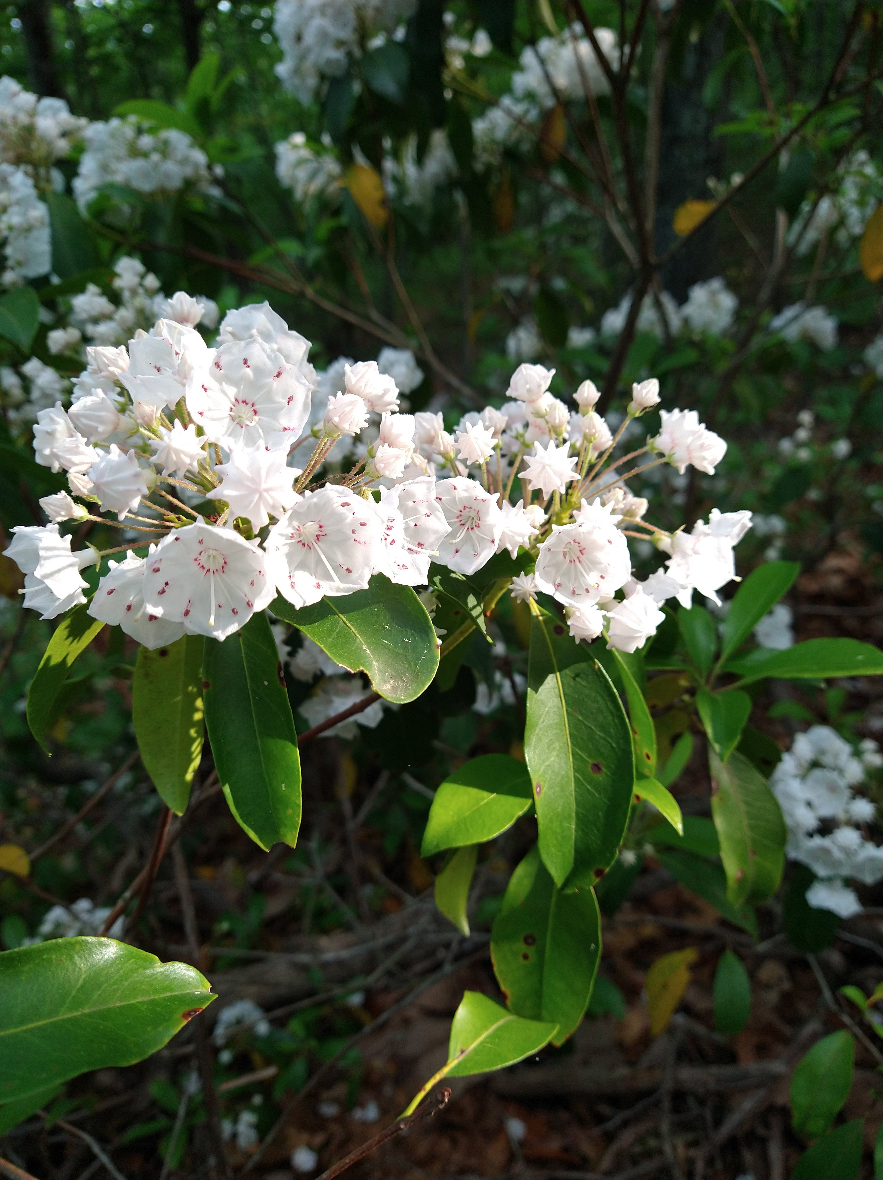 Catch the WV mountain laurel bloom on the Ziler loop trail at Cacapon ...