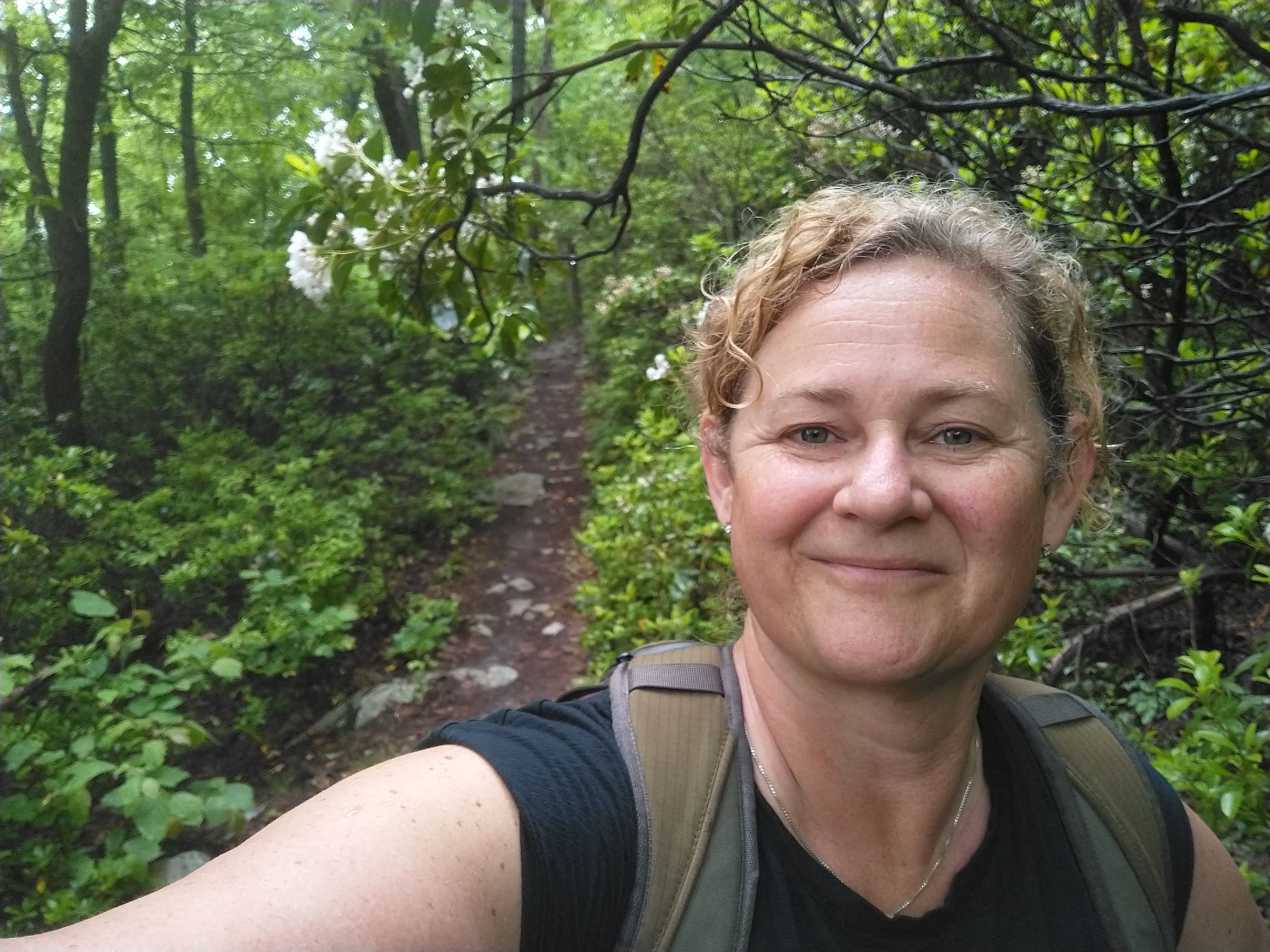 Catch the WV mountain laurel bloom on the Ziler loop trail at Cacapon ...