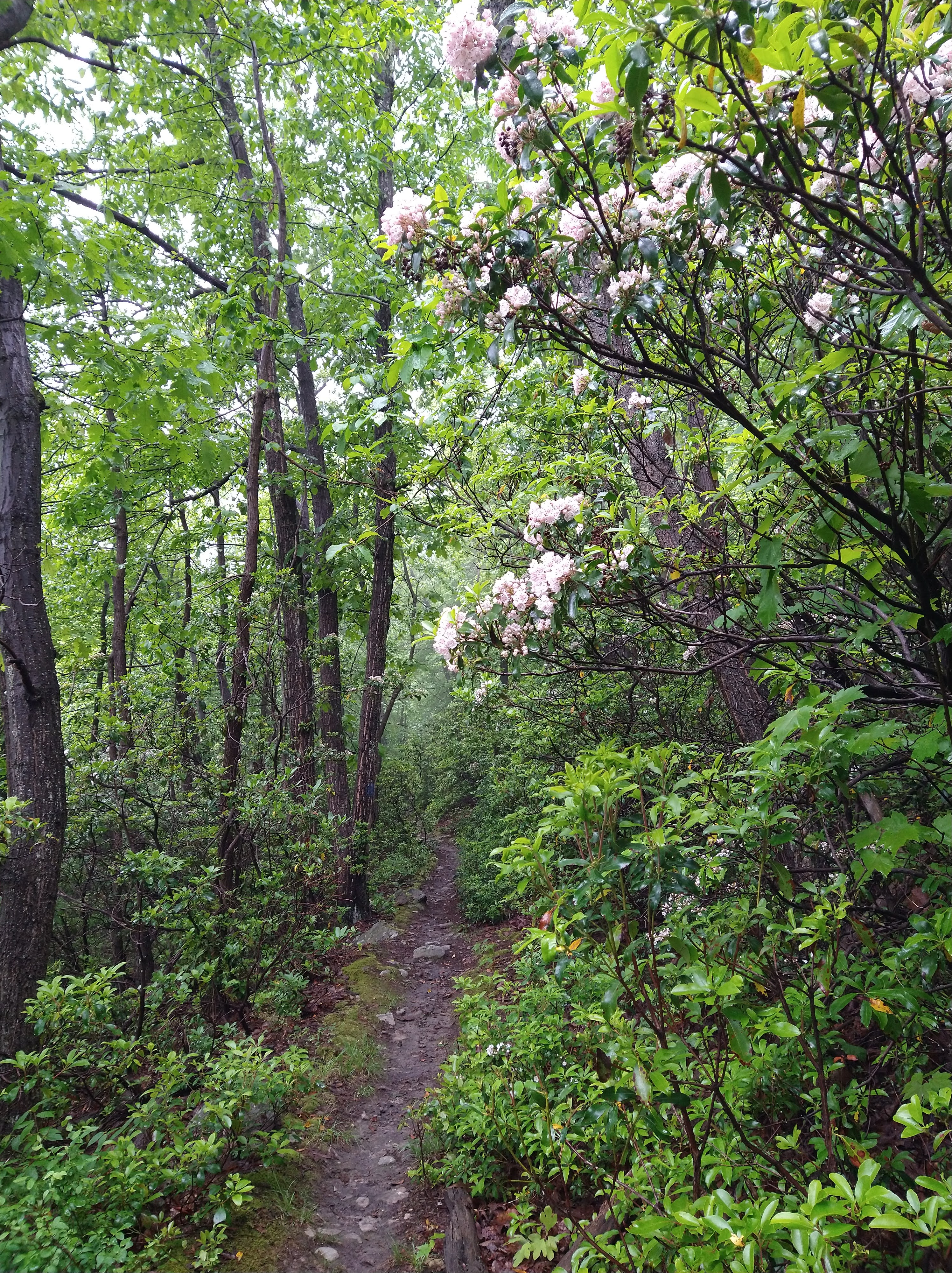 Catch the WV mountain laurel bloom on the Ziler loop trail at Cacapon ...