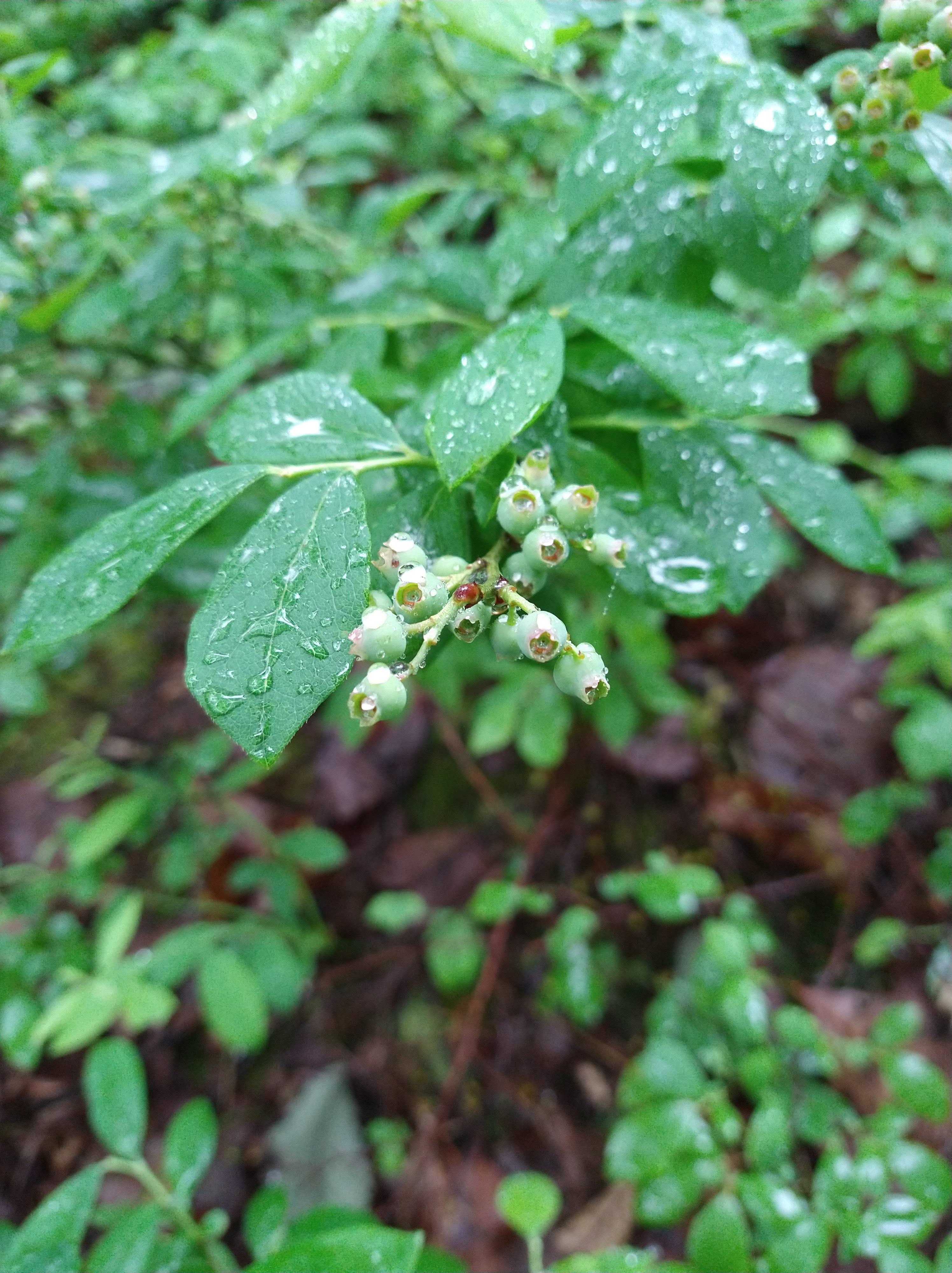 Catch the WV mountain laurel bloom on the Ziler loop trail at Cacapon ...