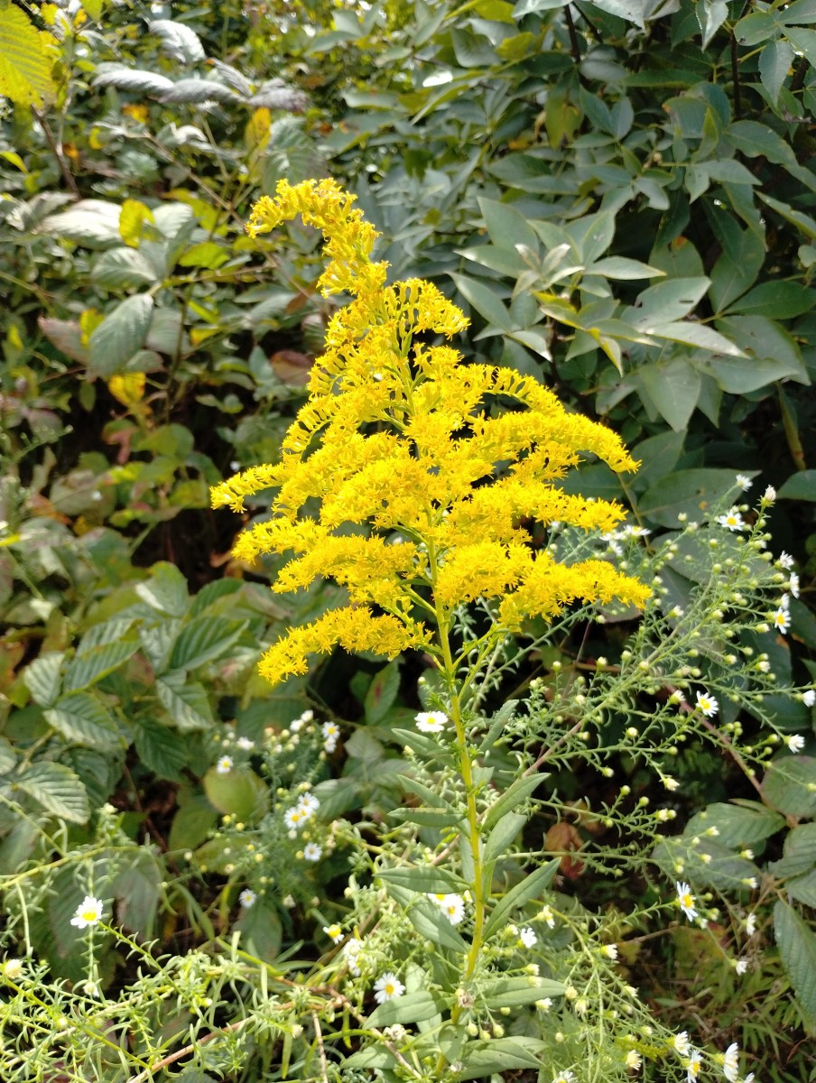 Golden fall days of West Virginia wildflowers – ExploreWV
